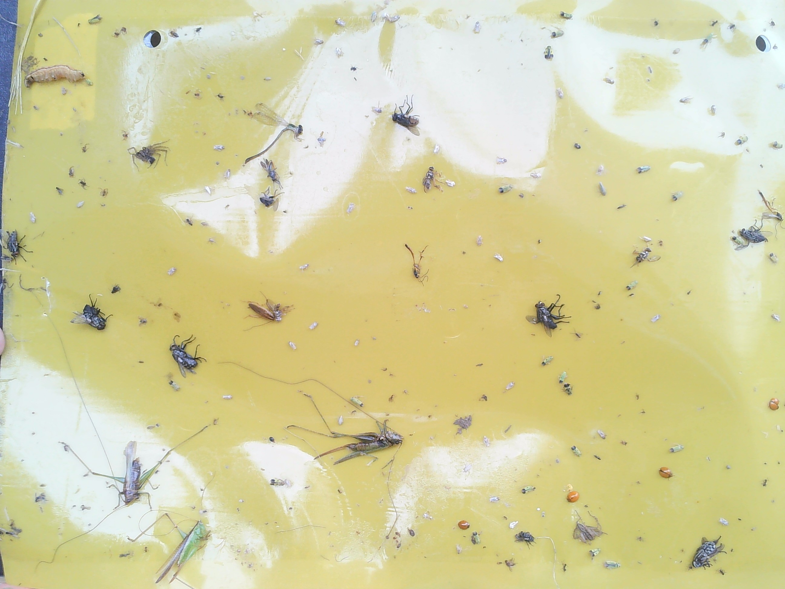 Rice Field Insect Detection Object Detection Dataset And Pre Trained