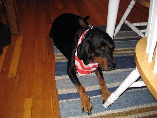 10 Object Detection Dataset By Dongjin Kim