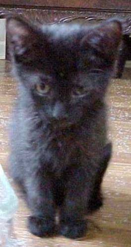 cats_and_dogs Object Detection Dataset by Nursel zel