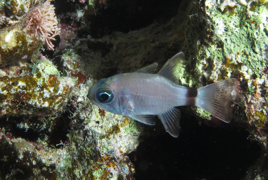 fish Object Detection Dataset by mai allam