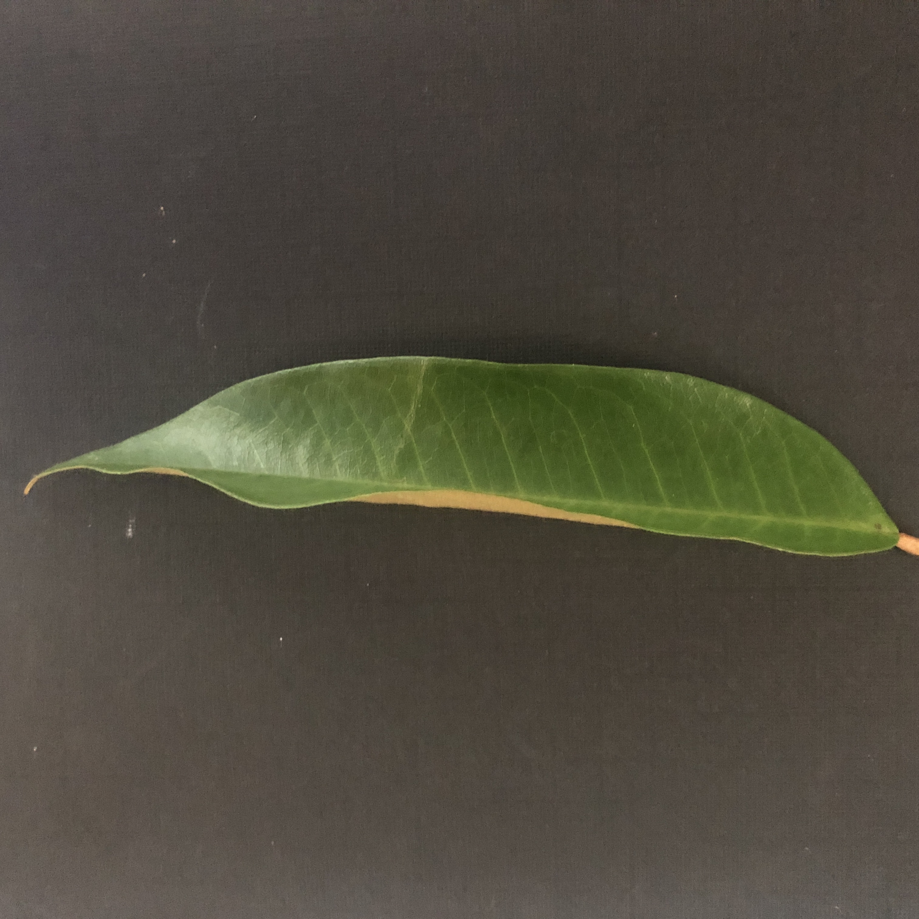 normal-leaf Classification Dataset by new-workspace-pnmkz