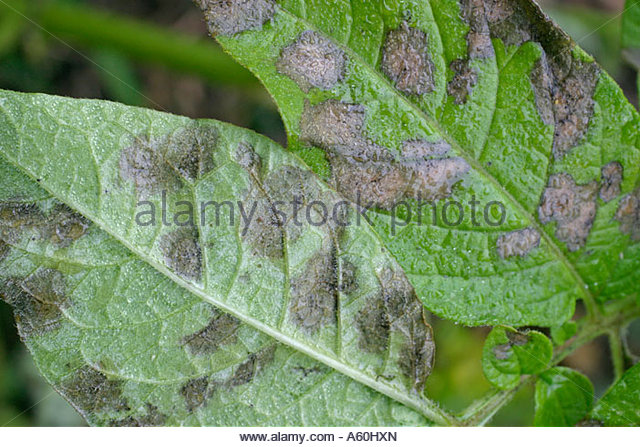 Potato_early_blight Object Detection Dataset by plant