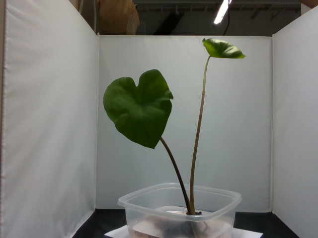 leafV7 Computer Vision Dataset by Leaf