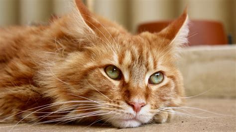 cat vs dog Classification Dataset by Carey AI Course