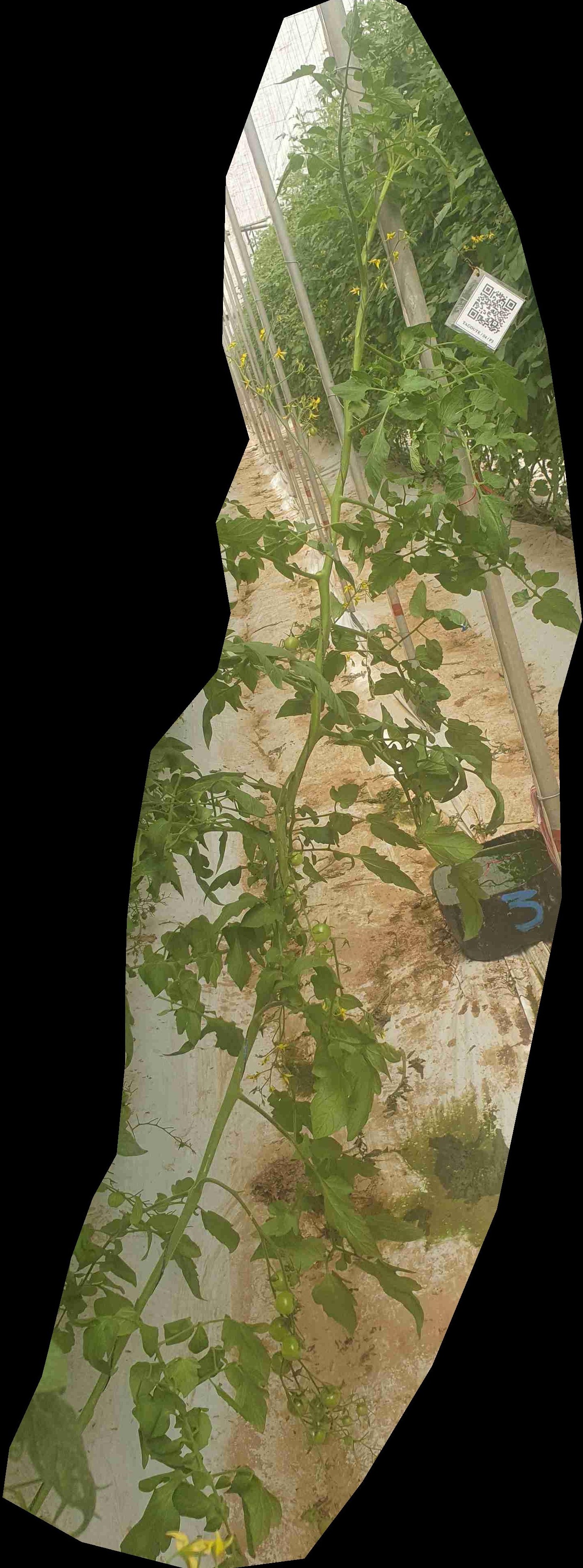 Tomato Fruits Detection Counting Object Detection Dataset And Pre Trained Model By Agriprojects