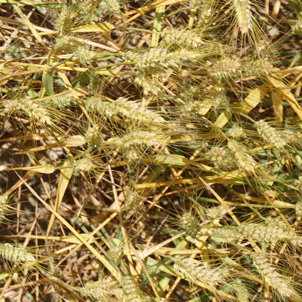 wheat_head Object Detection Dataset by MEET PATEL