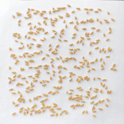 seed Object Detection Dataset by MEET PATEL