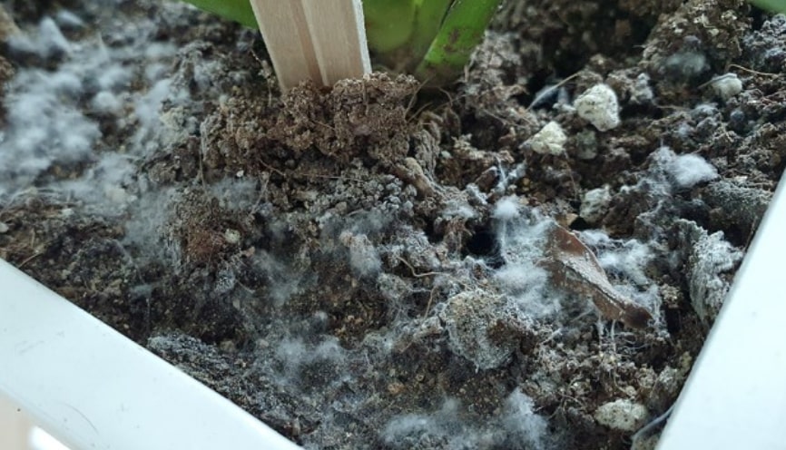 1103 Mold Object Detection Dataset And Pre Trained Model By Jin