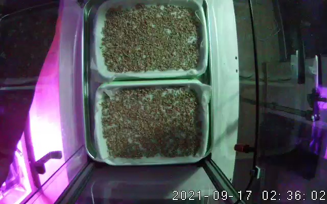 mold_j Object Detection Dataset by Jin