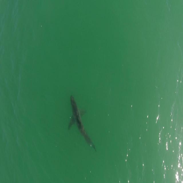 Shark Model Final Model Object Detection Dataset V1 2022 11 30 10 13pm By Public Shark Model