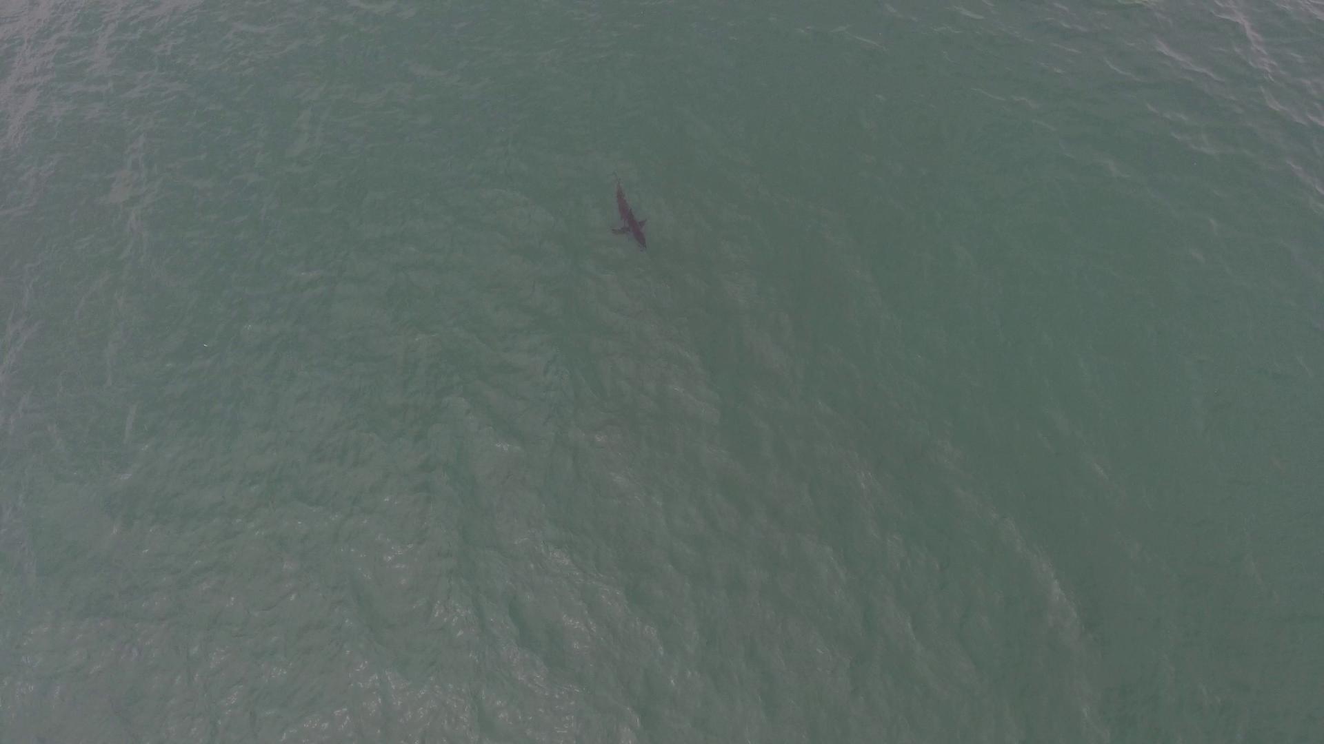 Shark Modeling Object Detection Dataset and Pre-Trained Model by Public Shark Model