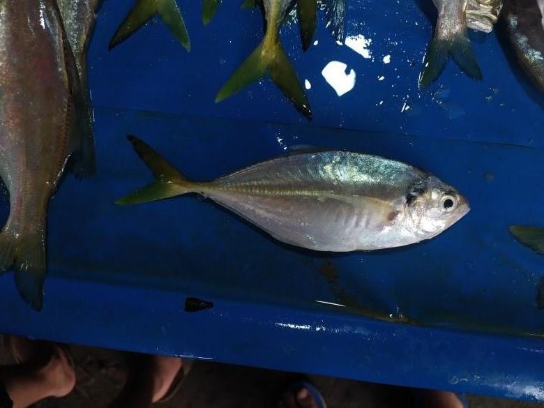 alepes Classification Dataset by ikan