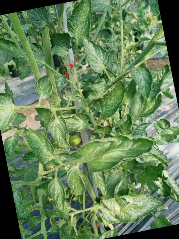 How to Use the tomato-leaves-healthy-unhealthy-detection Object Detection API