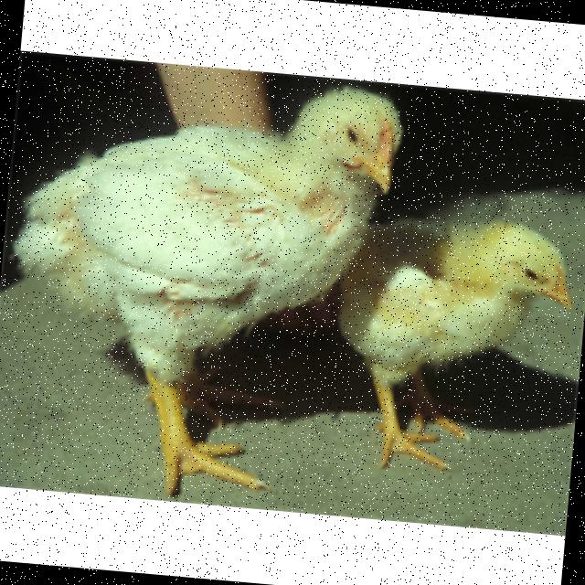 chicken counting Object Detection Dataset by Birds detecting and counting chicken counting Object Detection Dataset by Birds detecting and counting