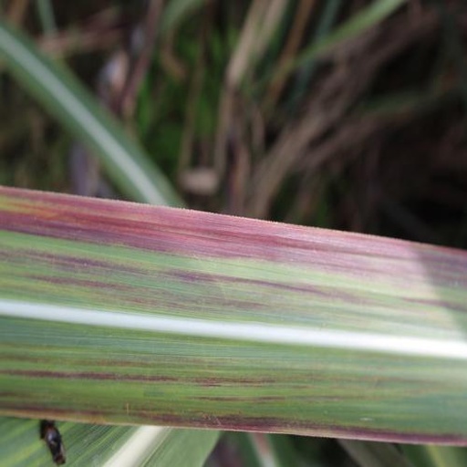 Sugarcane Disease Spot Detection Object Detection Dataset And Pre Trained Model By Sddopenai