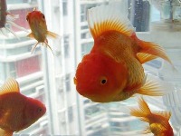 Detection of fish Object Detection Dataset and Pre-Trained Model by Project