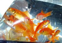 Detection of fish Object Detection Dataset and Pre-Trained Model by Project