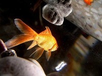 Detection of fish Object Detection Dataset and Pre-Trained Model by Project