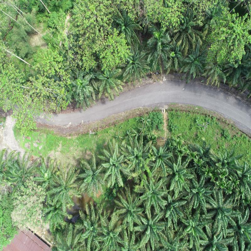 Palm Oil Object Detection Dataset By Palm Oil