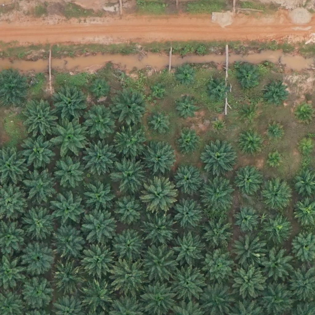 How to Use the OIL PALM USING UAV Object Detection API