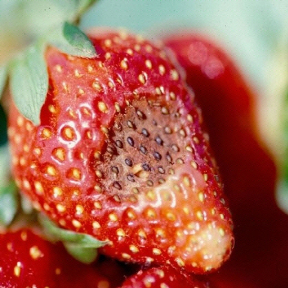 Strawberry_Detection(Ripe/Unripe/Disease) Object Detection Dataset and Pre-Trained Model by ...