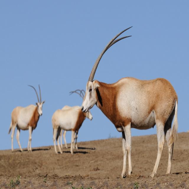 animals-open-dataset Object Detection Dataset by alpacas