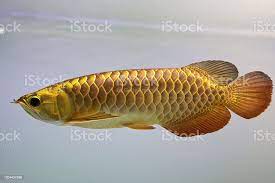 Arowana Fish Color identifier - Roboflow Universe