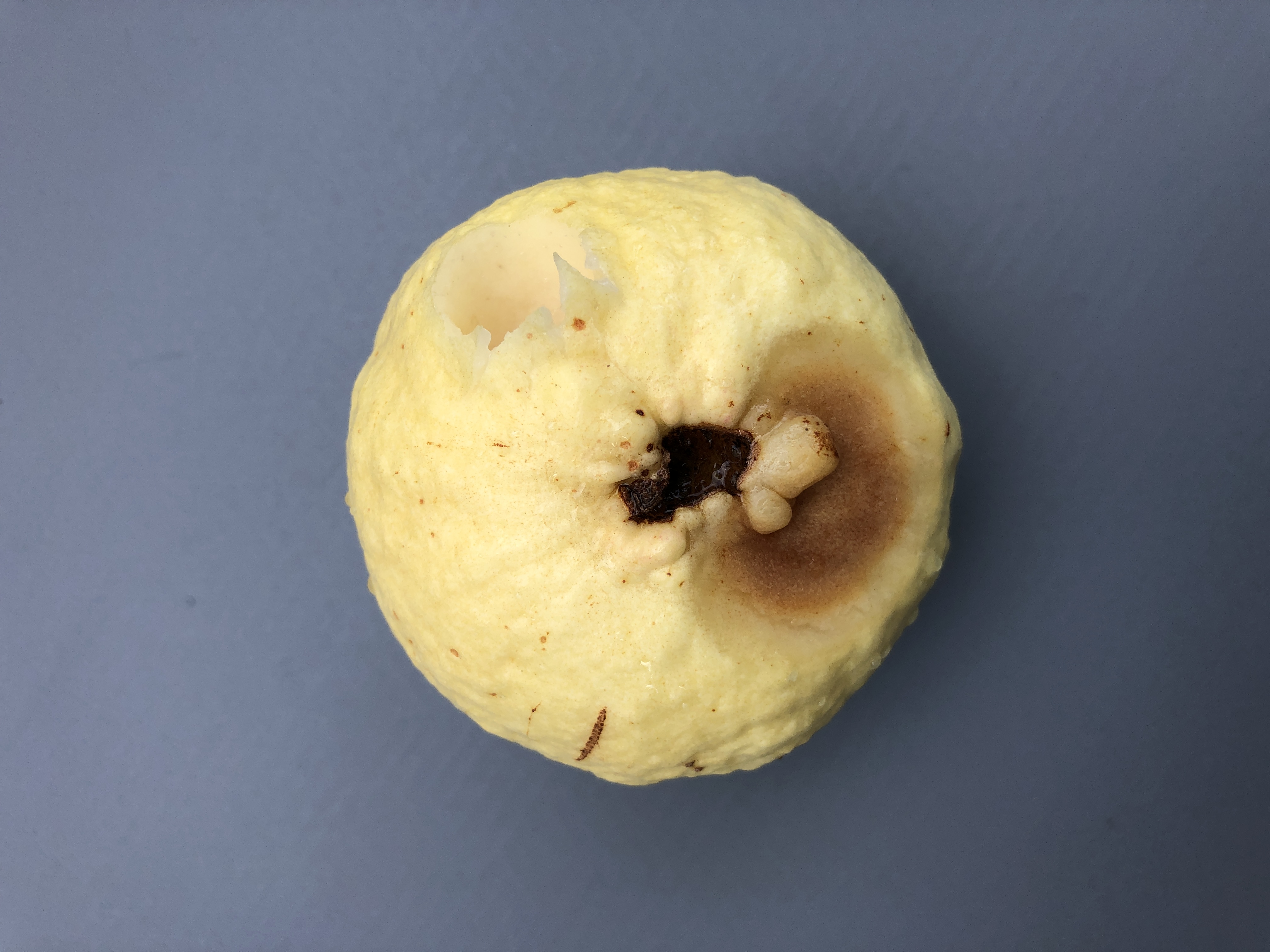 guava defect detectio Object Detection Dataset and Pre-Trained Model by NCTU