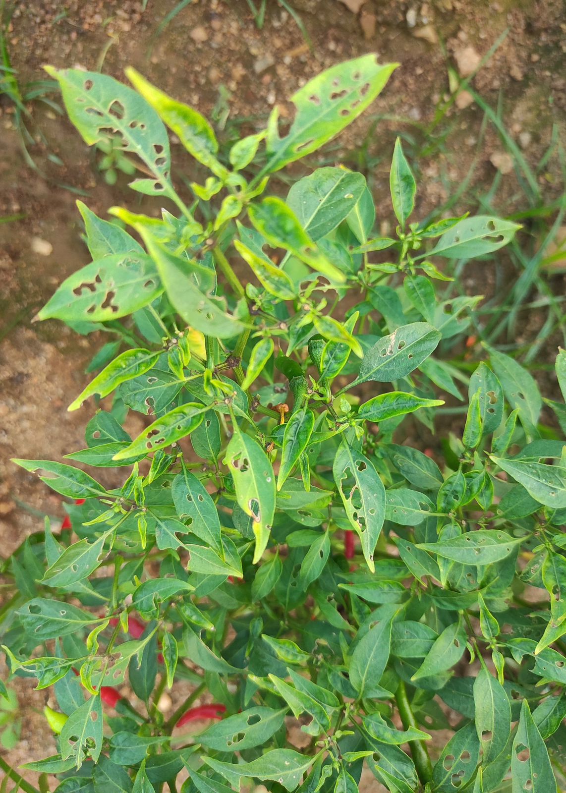 Plant Disease Detection Object Detection Dataset By Plant Disease Detection