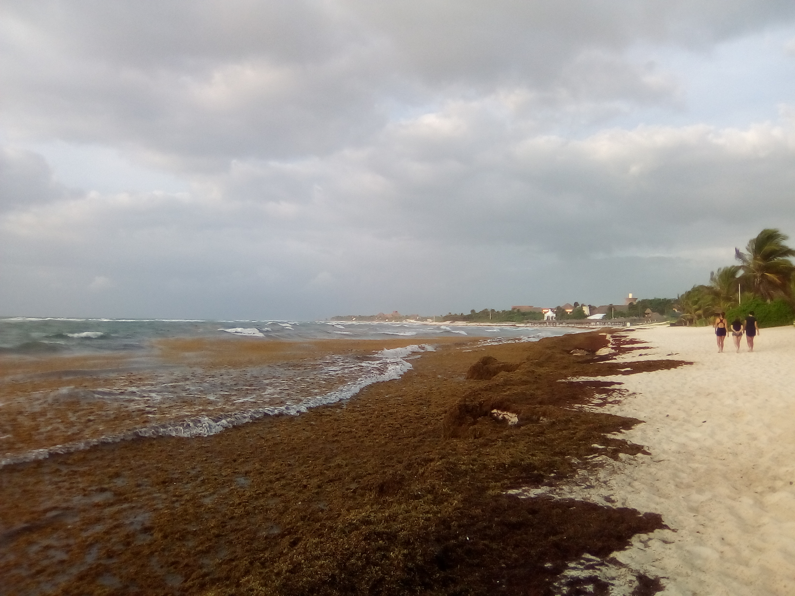 How to Use the Sargassum Object Detection API