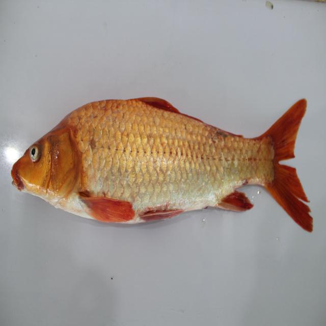 10 classification fish (Nevin) Object Detection Dataset and Pre-Trained ...