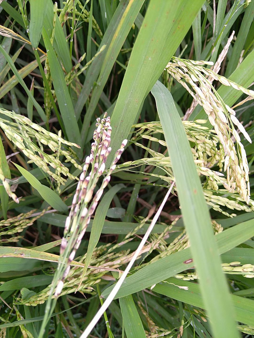 paddy disease detection Object Detection Dataset by kathmandu university