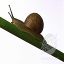 How to Use the Slug and snails Object Detection API