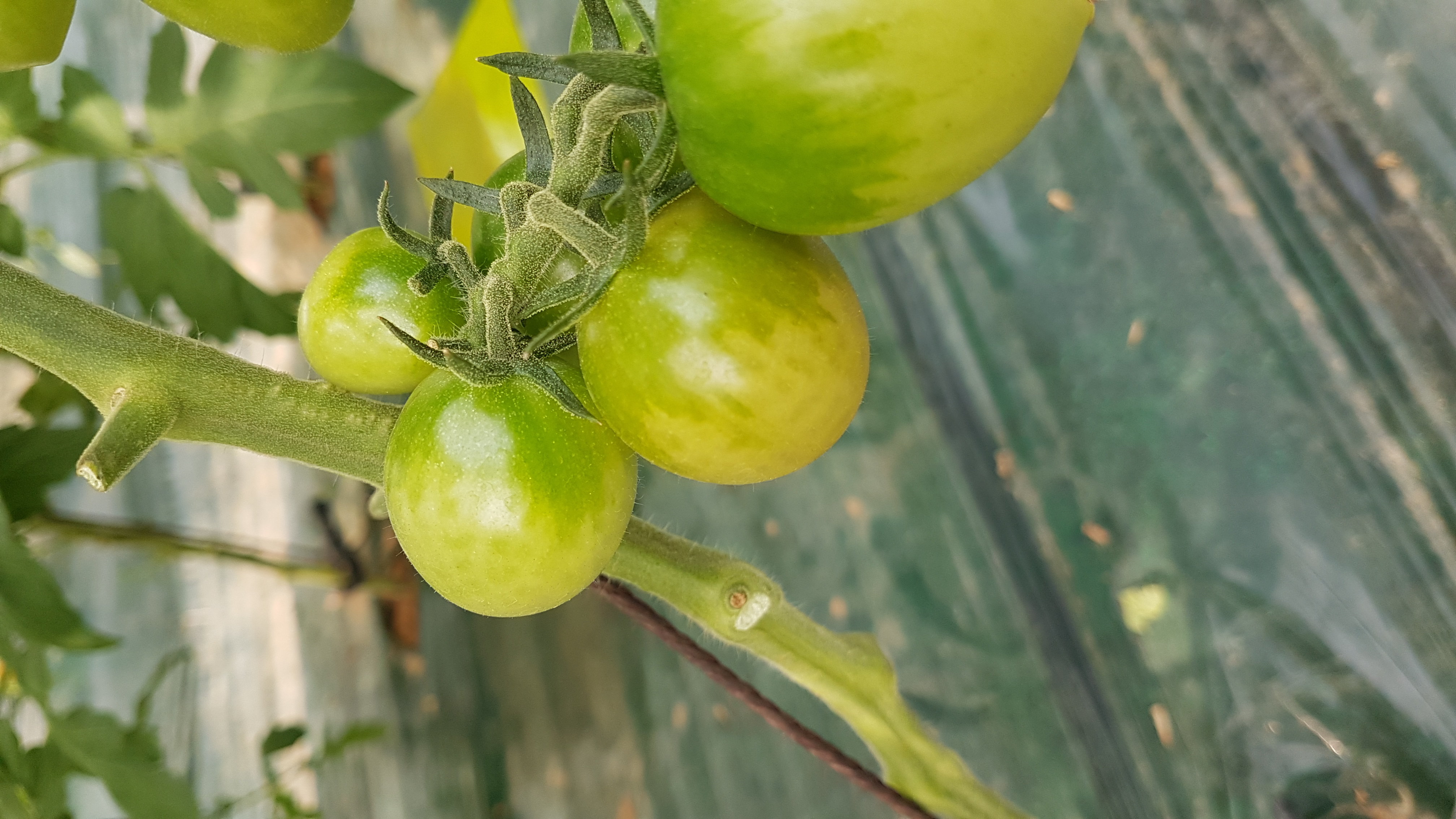 Tomato Object Detection Dataset By Tomato