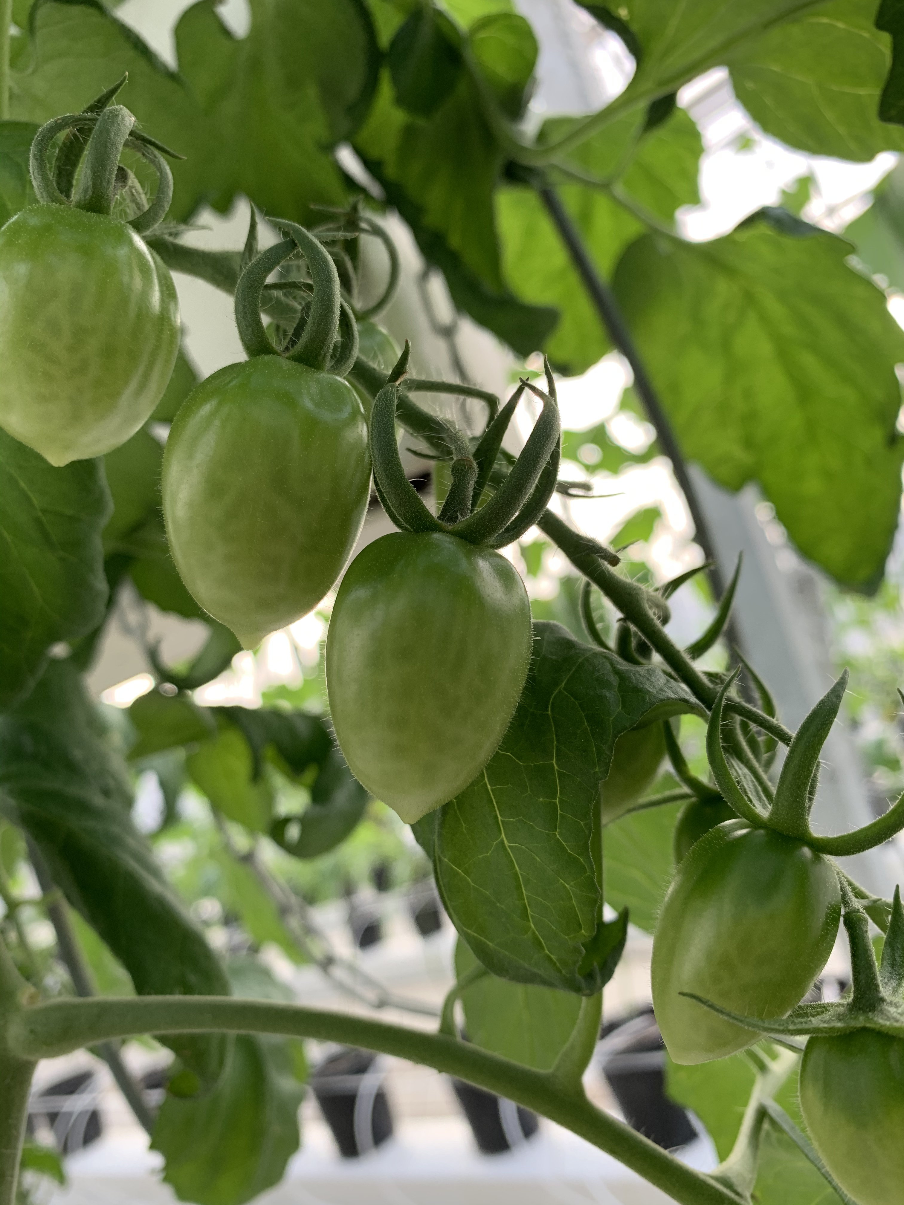 tomato_f1 Object Detection Dataset by tomato