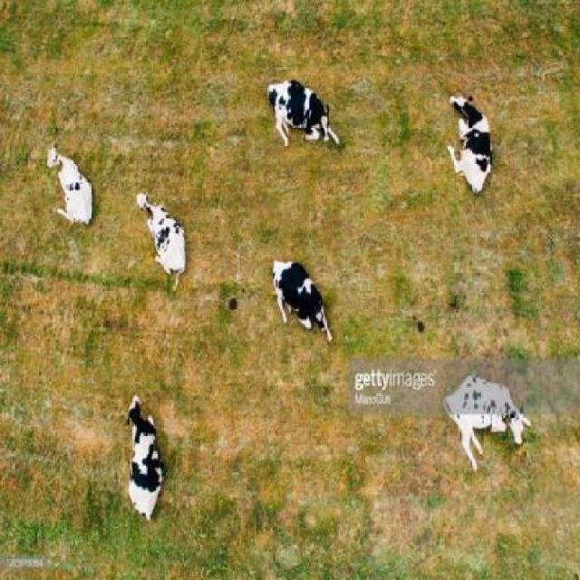 CATTLE 1 Object Detection Dataset and Pre-Trained Model by ump