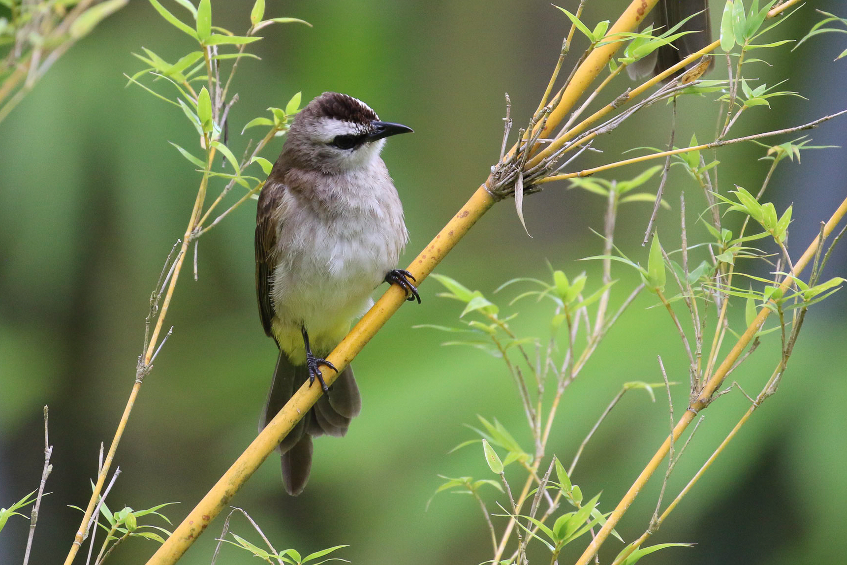 New Bird Object Detection Dataset by Suka Astawa