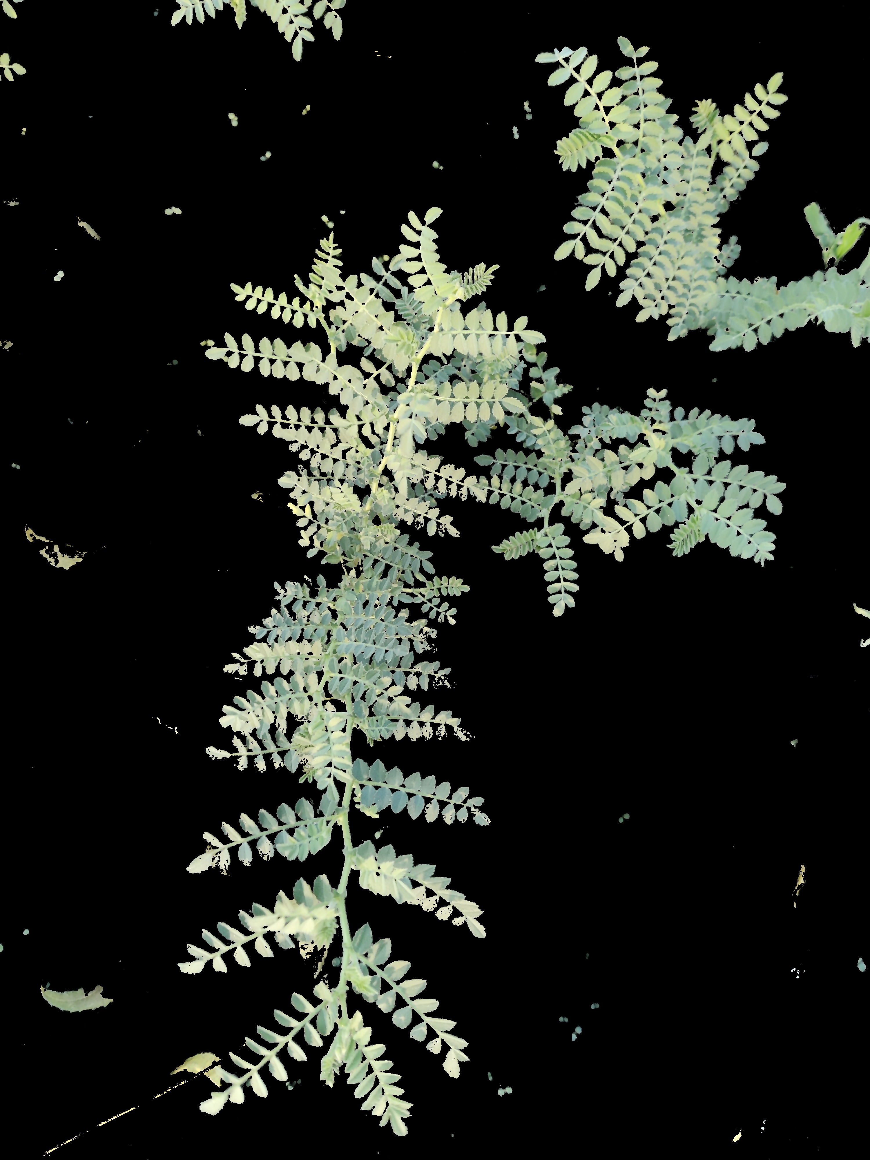 Crop And Weed Detection And Classification Using Computer Vision And