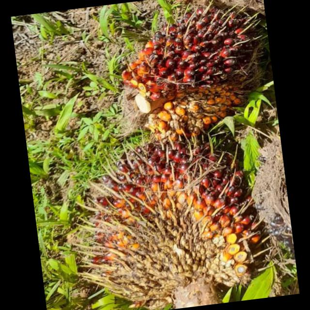 Stalk Splitted Object Detection Dataset By Mmai Object Detection Pre Poc