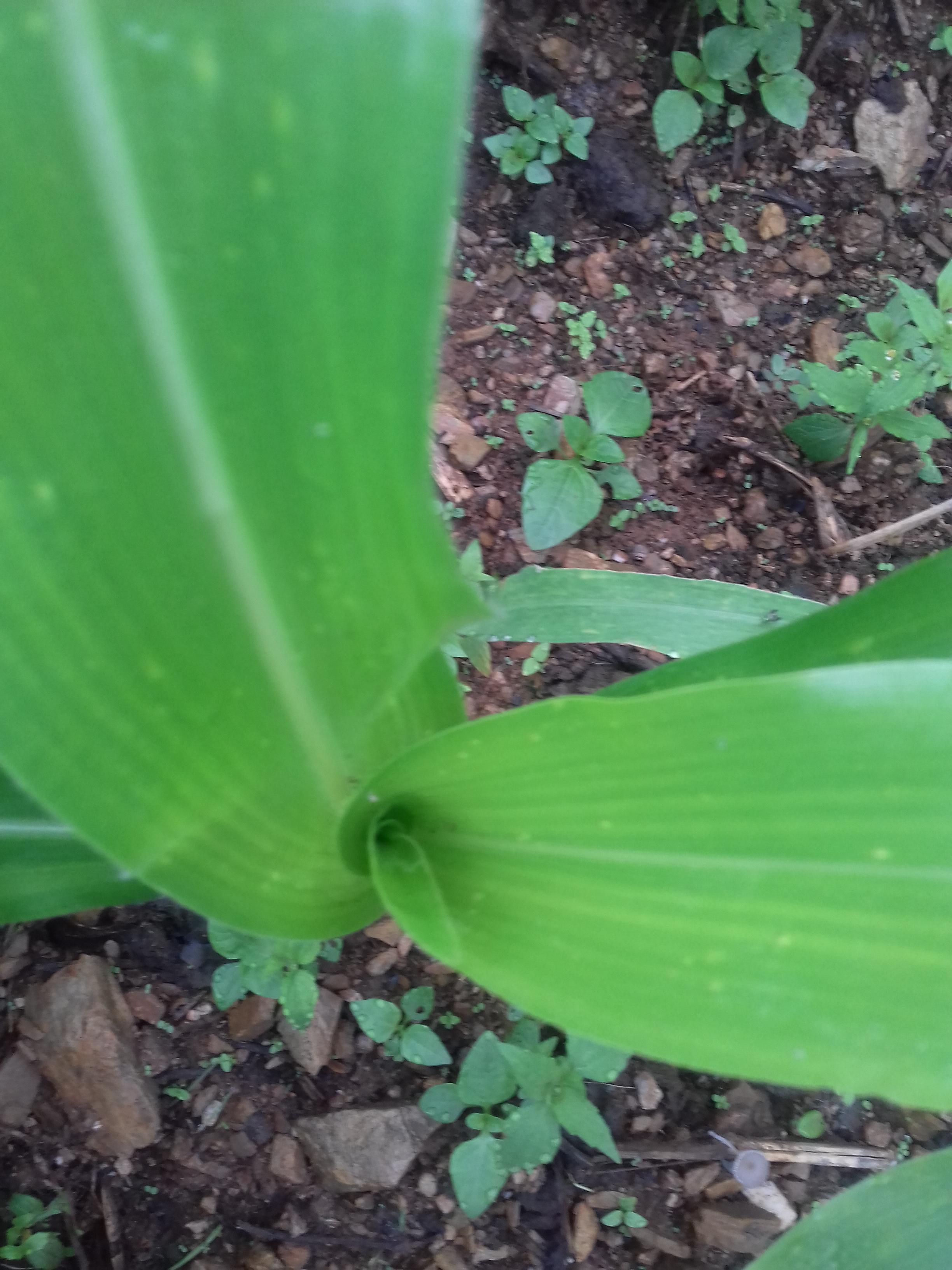 Maize Detection Object Detection Dataset And Pre Trained Model By Aait