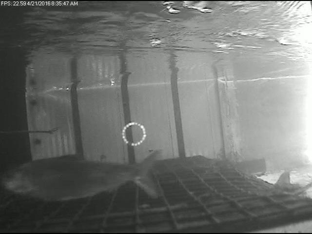 MIT River Herring Object Detection Dataset and Pre-Trained Model by MIT ...