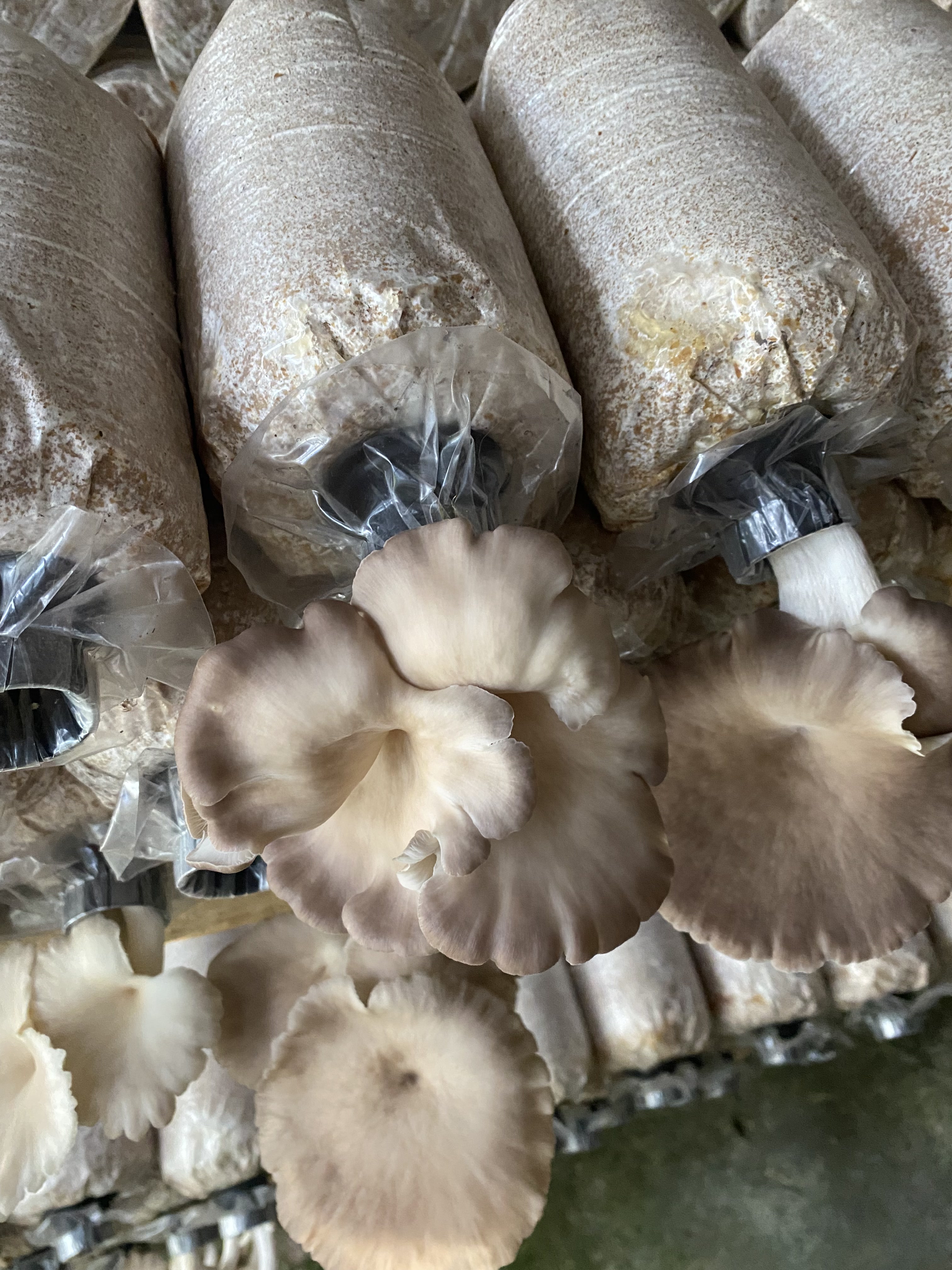 Mushroom Classification Object Detection Dataset By Mushroom