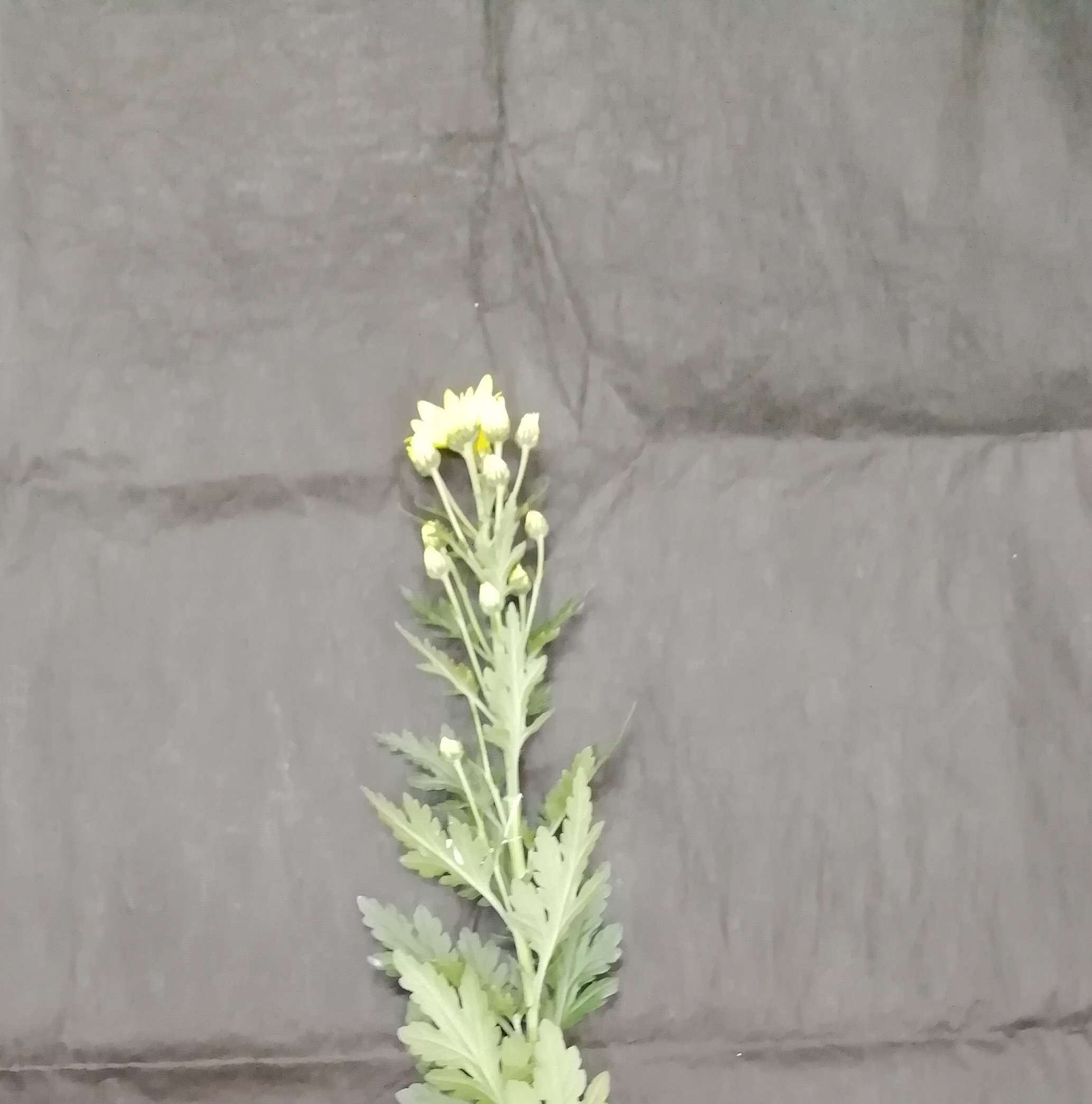 supure-kiku-bud Classification Dataset by kiku project