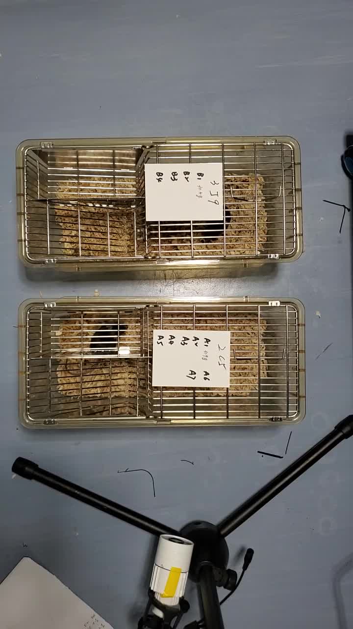 mice Object Detection Dataset by mouse