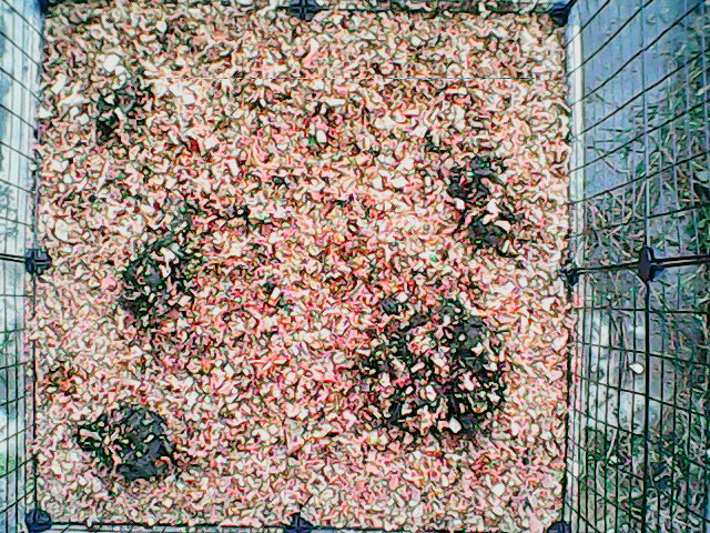 Poultry Litter Object Detection Dataset By Zakiganda76