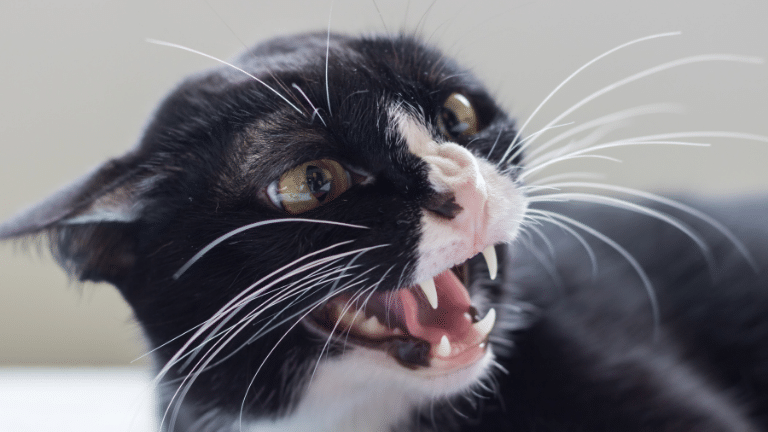 project_cat Object Detection Dataset by project-e5ncc