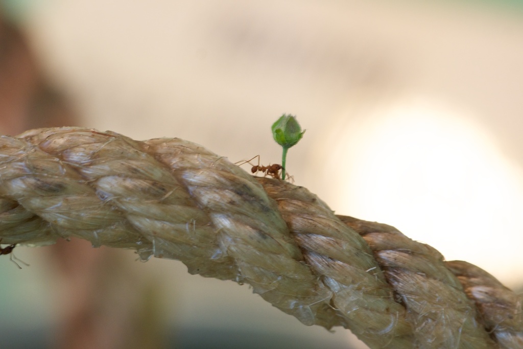 Ant detector Object Detection Dataset by Tea Rex