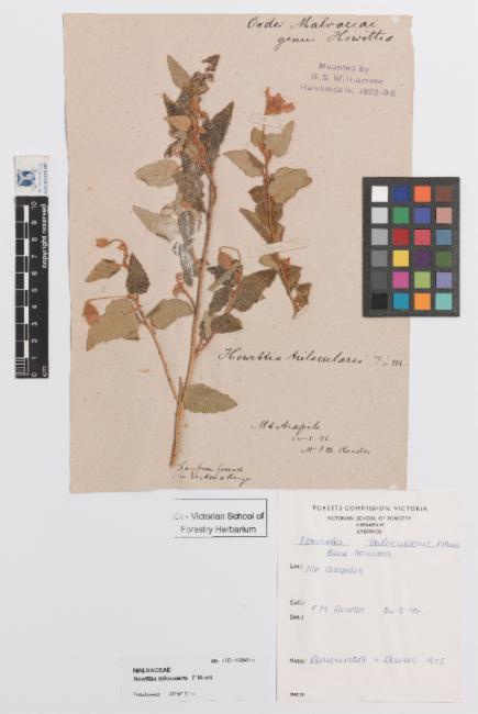 Non Veg Detection Object Detection Dataset And Pre Trained Model By Asma