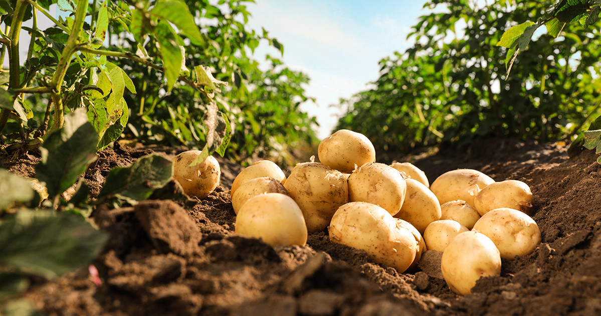 Potatoes Object Detection Dataset And Pre Trained Model By Kseniya