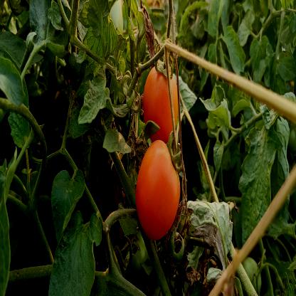 Tomato Detector Instance Segmentation Dataset and Pre-Trained Model by Hazel